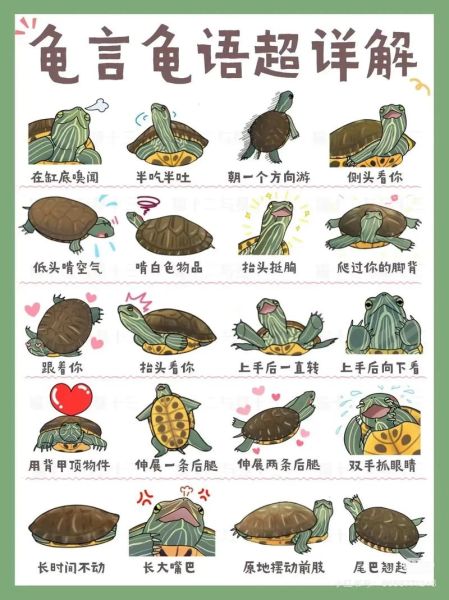 养乌龟的六大禁忌_新手最容易犯的错误-第3张图片-山城妙识 养乌龟的六大禁忌_新手最容易犯的错误-第3张图片-山城妙识