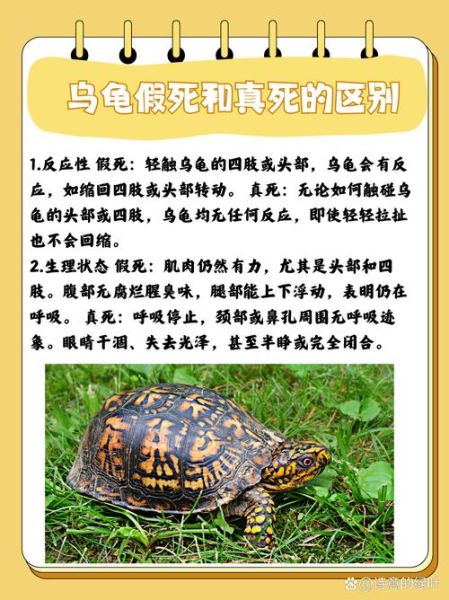 养乌龟的六大禁忌_新手最容易犯的错误-第2张图片-山城妙识 养乌龟的六大禁忌_新手最容易犯的错误-第2张图片-山城妙识