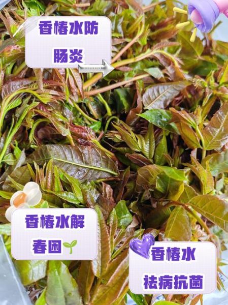 香椿叶煮水有什么功效_香椿叶煮水能天天喝吗-第2张图片-山城妙识