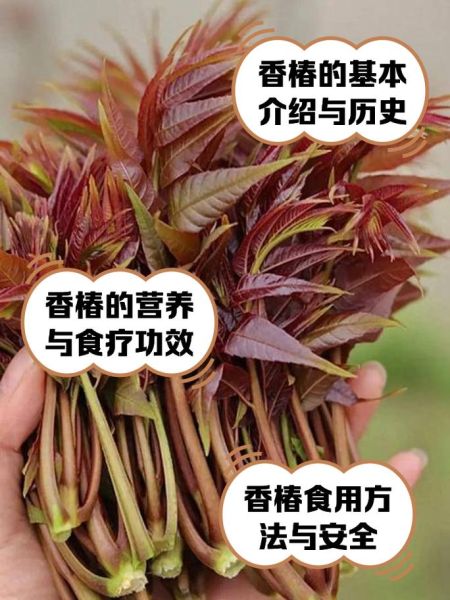 香椿叶煮水有什么功效_香椿叶煮水能天天喝吗-第3张图片-山城妙识