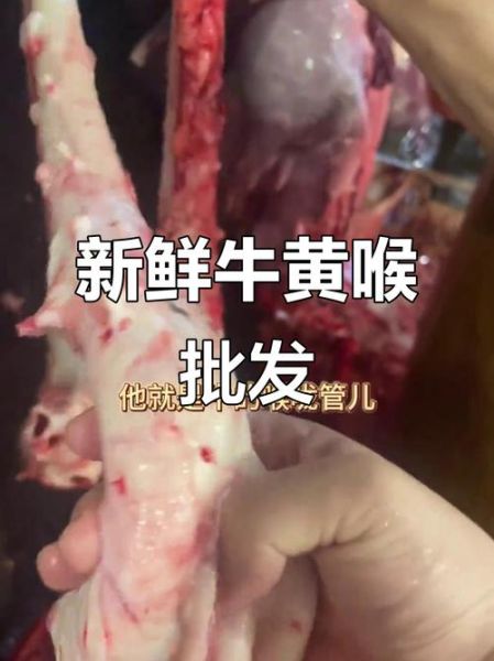 黄喉是哪个部位_黄喉和牛黄喉区别-第3张图片-山城妙识