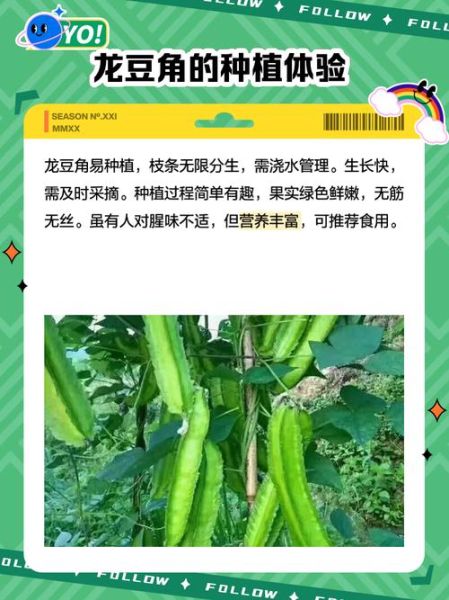 龙豆角怎么炒好吃又简单_龙豆角炒几分钟才熟-第2张图片-山城妙识