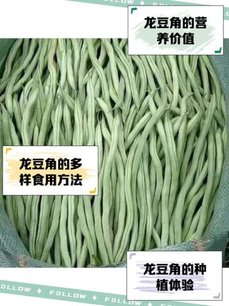 龙豆角怎么炒好吃又简单_龙豆角炒几分钟才熟-第1张图片-山城妙识