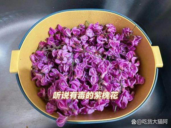 紫色槐花有毒吗_紫色槐花能吃吗-第1张图片-山城妙识