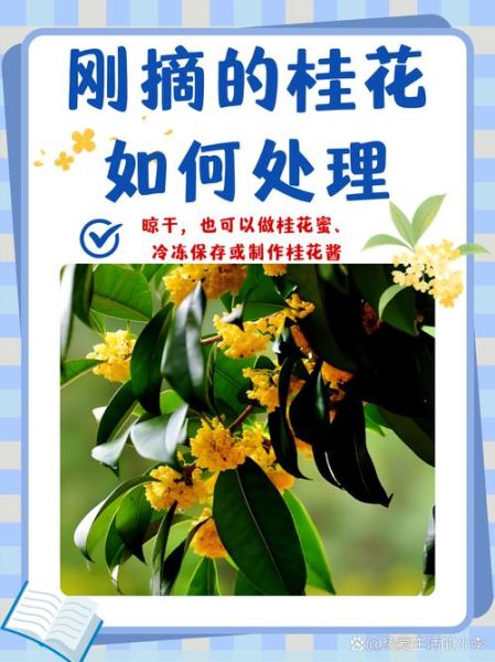 新鲜桂花怎么保存_桂花保存一年不坏的方法-第1张图片-山城妙识 新鲜桂花怎么保存_桂花保存一年不坏的方法-第1张图片-山城妙识