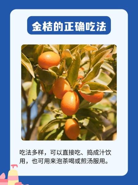 金桔怎么吃_金桔的吃法有哪些-第2张图片-山城妙识
