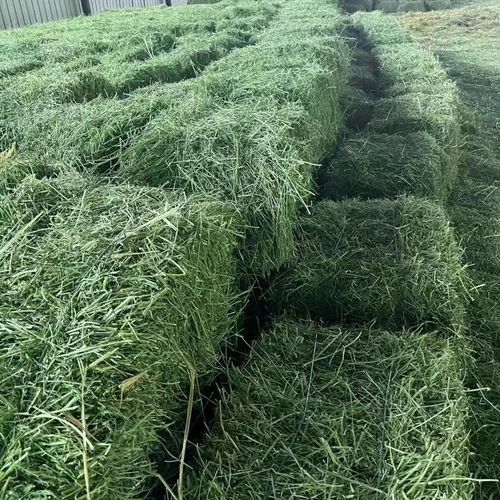 羊吃苜蓿草有什么好处_苜蓿草对羊的副作用-第3张图片-山城妙识