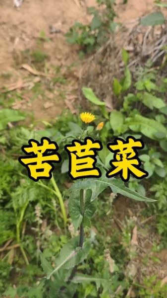 苦菊菜的功效与作用_苦菊菜图片长什么样-第3张图片-山城妙识
