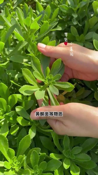 救心菜回收骗局_如何识别-第2张图片-山城妙识
