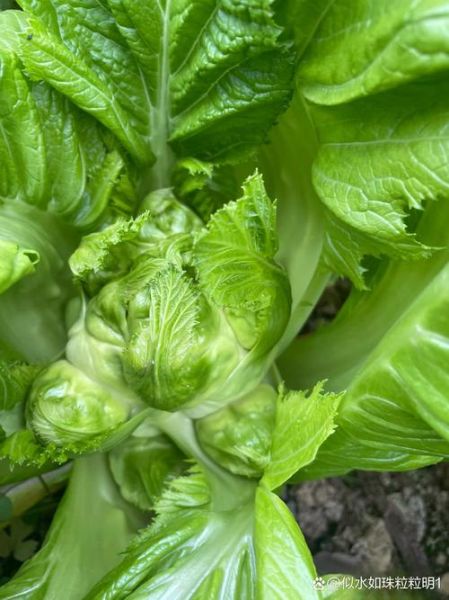 儿菜图片是什么菜_儿菜和儿菜的吃法区别-第1张图片-山城妙识