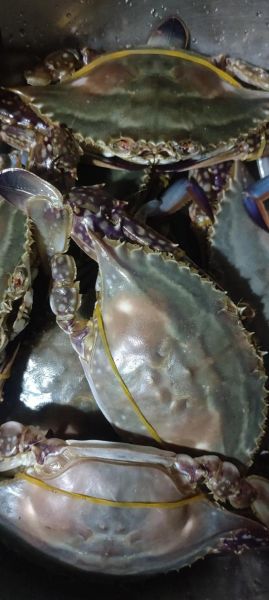 螃蟹放家里怎么养活_螃蟹能活几天-第3张图片-山城妙识