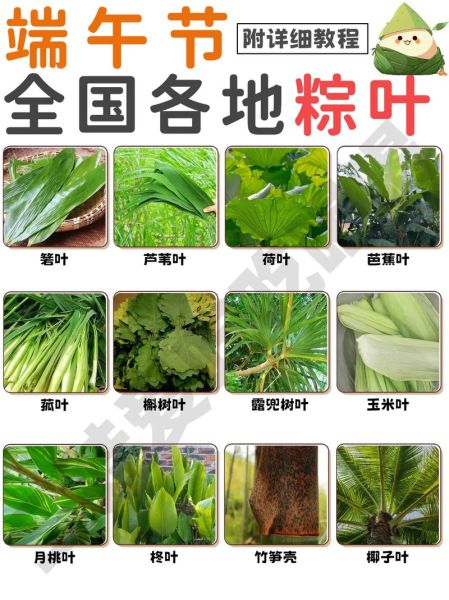 粽子叶子是什么叶子_粽叶种类有哪些-第1张图片-山城妙识