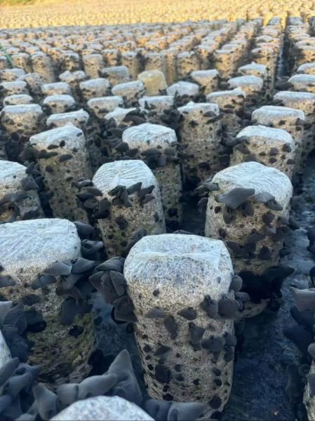 中国最好的木耳产地在哪里_如何挑选优质木耳-第2张图片-山城妙识