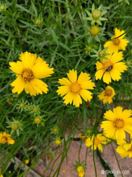 金鸡菊图片大全高清_金鸡菊和波斯菊的区别-第2张图片-山城妙识 金鸡菊图片大全高清_金鸡菊和波斯菊的区别-第2张图片-山城妙识