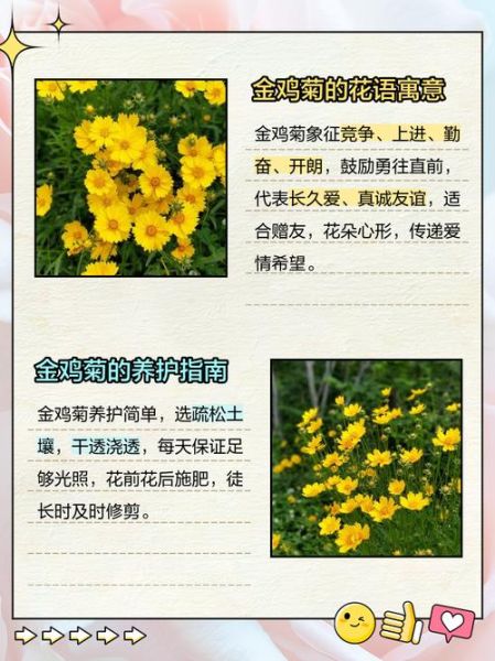 金鸡菊图片大全高清_金鸡菊和波斯菊的区别-第1张图片-山城妙识 金鸡菊图片大全高清_金鸡菊和波斯菊的区别-第1张图片-山城妙识