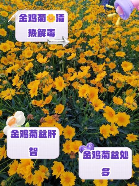 金鸡菊图片大全高清_金鸡菊和波斯菊的区别-第3张图片-山城妙识 金鸡菊图片大全高清_金鸡菊和波斯菊的区别-第3张图片-山城妙识