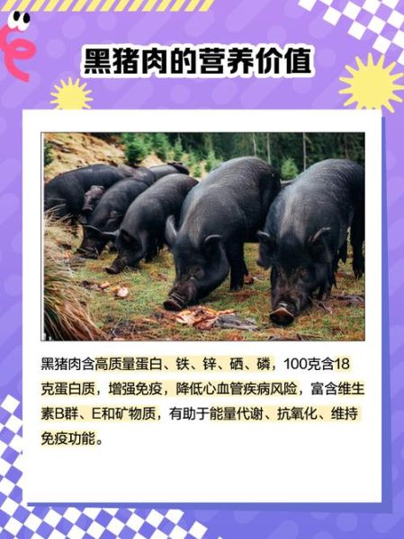 黑猪肉的营养价值_黑猪肉和普通猪肉的区别-第3张图片-山城妙识