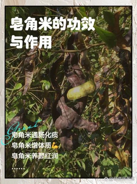 皂角米孕妇可以吃吗_皂角米孕期食用禁忌-第1张图片-山城妙识