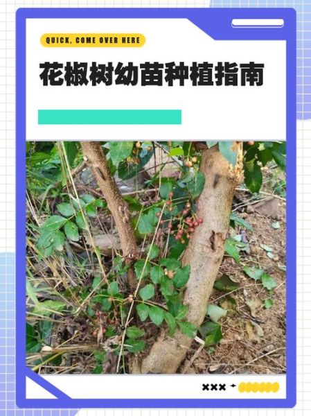 花椒树怎么种植_花椒树几年结果-第1张图片-山城妙识