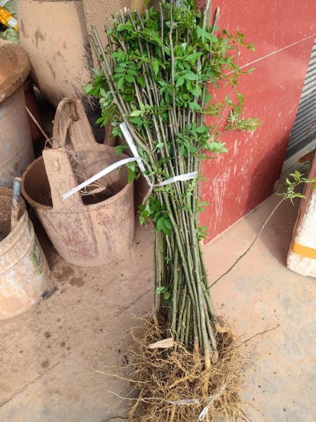 花椒树怎么种植_花椒树几年结果-第3张图片-山城妙识