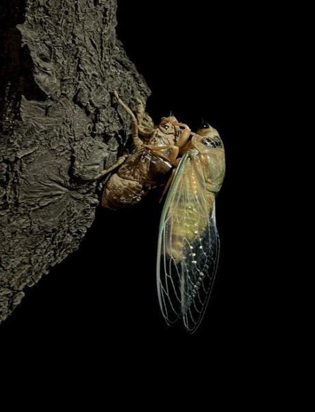 蝉蜕变过程_蝉为什么要蜕皮-第2张图片-山城妙识