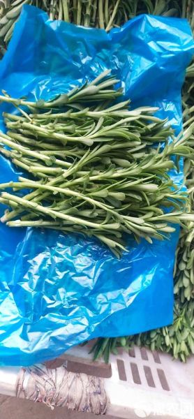 救心菜多少钱一斤_救心菜价格行情-第3张图片-山城妙识