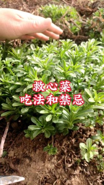 救心菜多少钱一斤_救心菜价格行情-第1张图片-山城妙识