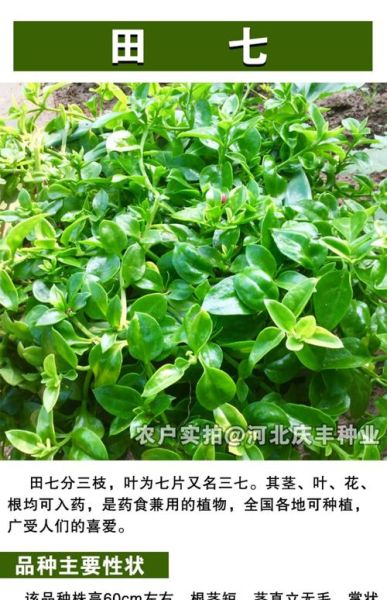 救心菜多少钱一斤_救心菜价格行情-第2张图片-山城妙识