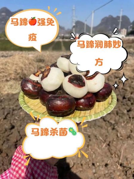 马蹄水果的功效与作用_马蹄水果能减肥吗-第3张图片-山城妙识