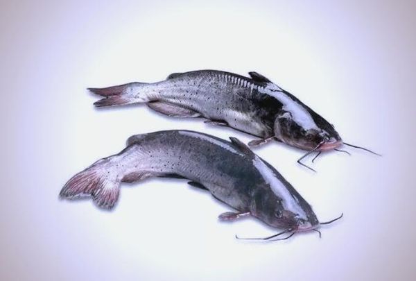 鮰鱼是什么鱼_鮰鱼多少钱一斤-第3张图片-山城妙识