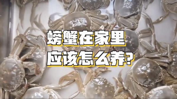 家里养螃蟹喂什么食物_螃蟹多久喂一次-第2张图片-山城妙识