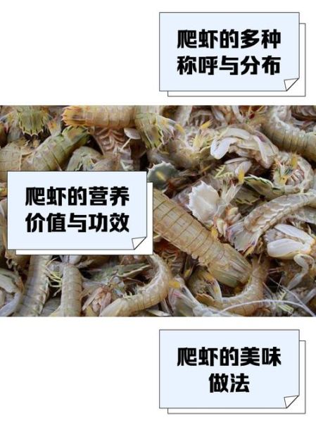 爬爬虾怎么水煮_水煮爬爬虾用冷水还是热水-第3张图片-山城妙识 爬爬虾怎么水煮_水煮爬爬虾用冷水还是热水-第3张图片-山城妙识