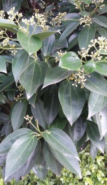 肉桂树图片_如何辨别肉桂树-第2张图片-山城妙识