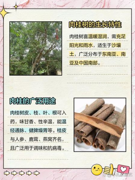 肉桂树图片_如何辨别肉桂树-第1张图片-山城妙识