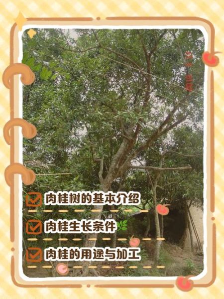 肉桂树图片_如何辨别肉桂树-第3张图片-山城妙识
