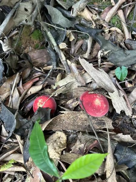 野生红菇多少钱一斤_野生红菇为什么这么贵-第1张图片-山城妙识