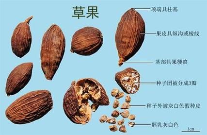 草果长什么样_草果和砂仁的区别-第2张图片-山城妙识