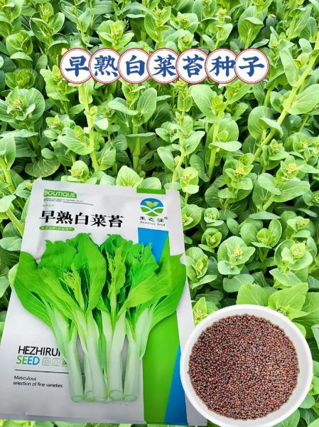 菜苔种子哪个品种好_菜苔种子推荐-第2张图片-山城妙识