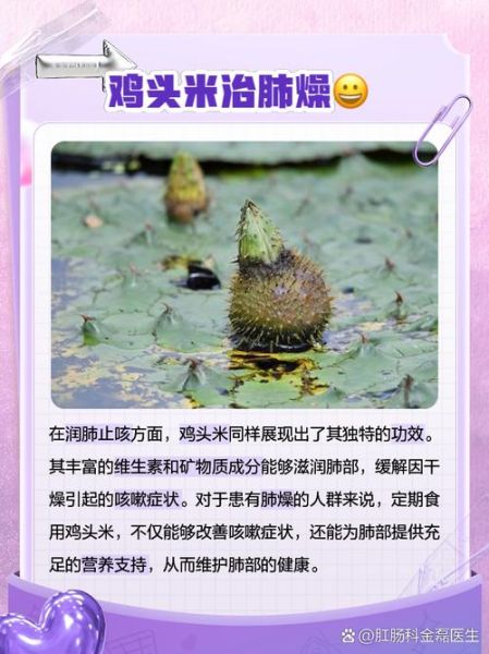 鸡头米的功效与作用_多少钱一斤-第3张图片-山城妙识