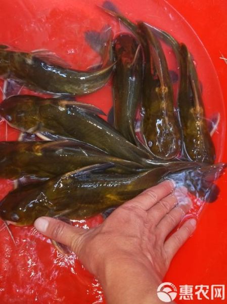 黄骨鱼养殖基地选址要求_黄骨鱼养殖基地投资多少钱-第3张图片-山城妙识