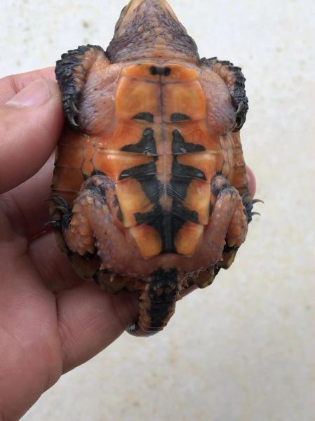 鹰嘴龟多少钱一只_鹰嘴龟价格影响因素-第3张图片-山城妙识