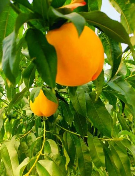 黄桃图库网站免费吗_黄桃图库如何下载高清图片-第1张图片-山城妙识