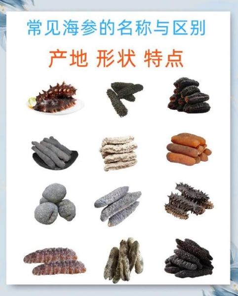海参有几种品种_海参品种图片大全-第1张图片-山城妙识