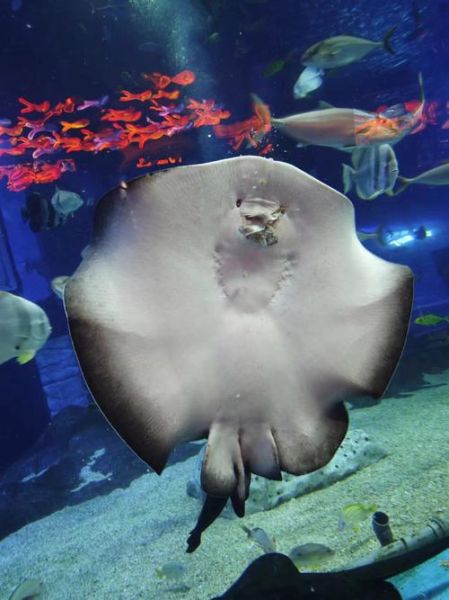 魔鬼鱼能吃吗_魔鬼鱼多少钱一斤-第1张图片-山城妙识 魔鬼鱼能吃吗_魔鬼鱼多少钱一斤-第1张图片-山城妙识