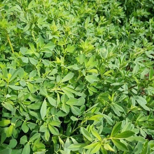 苜蓿芽别名叫什么_苜蓿芽和紫花苜蓿芽区别-第1张图片-山城妙识