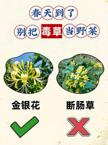 可以吃的野菜有哪些_如何辨认无毒野菜-第1张图片-山城妙识
