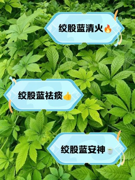 绞股蓝茶的功效与作用_适合什么人喝-第3张图片-山城妙识 绞股蓝茶的功效与作用_适合什么人喝-第3张图片-山城妙识