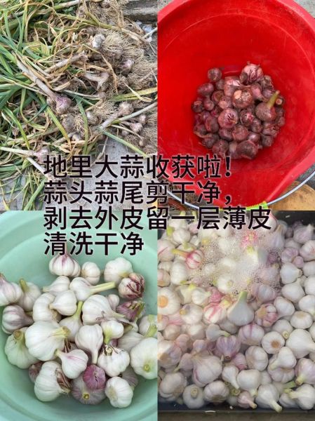 酱油腌大蒜的做法_怎么腌制好吃不辣-第3张图片-山城妙识