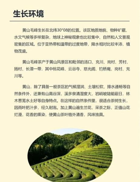 黄山名茶是什么茶_黄山毛峰属于什么茶类-第3张图片-山城妙识 黄山名茶是什么茶_黄山毛峰属于什么茶类-第3张图片-山城妙识