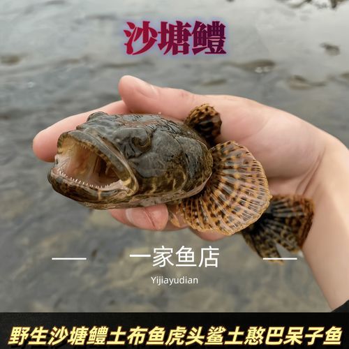 沙塘鳢吃什么_沙塘鳢怎么养-第1张图片-山城妙识